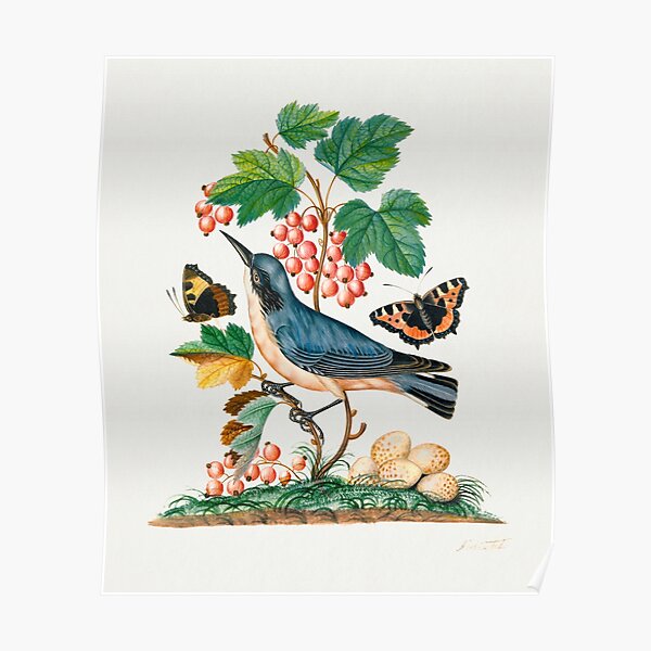 "Subalpine Warbler Vintage Painting 1700s" Poster for Sale by ...