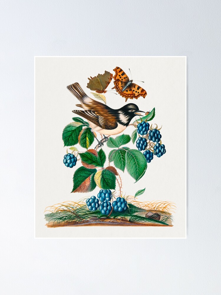 "White-Cheeked Starling Vintage Painting 1700s" Poster for Sale by ...