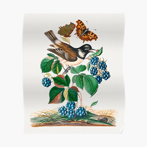 "White-Cheeked Starling Vintage Painting 1700s" Poster for Sale by ...