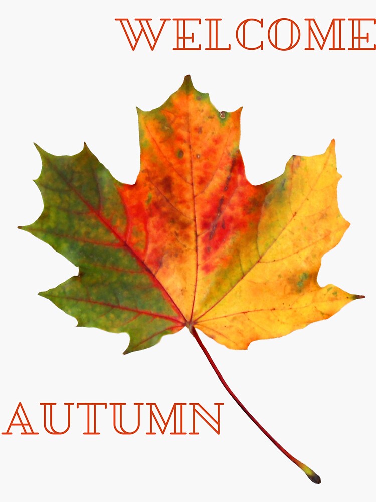"Welcome Autumn Fall Colors in Sugar Maple Leaf" Sticker for Sale by ...