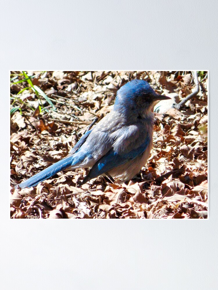 "Blue Bird" Poster for Sale by OnigiriSuiko | Redbubble