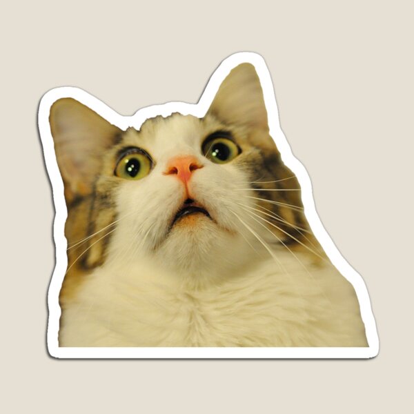 Imán «etiqueta engomada del gato asustado, etiqueta del coche del gato ...