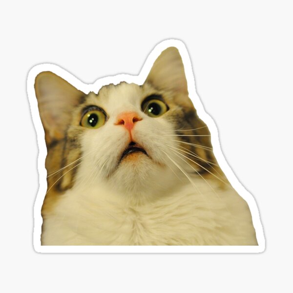 "scaredy cat sticker, cat car decal, car window decal, cat car decals ...