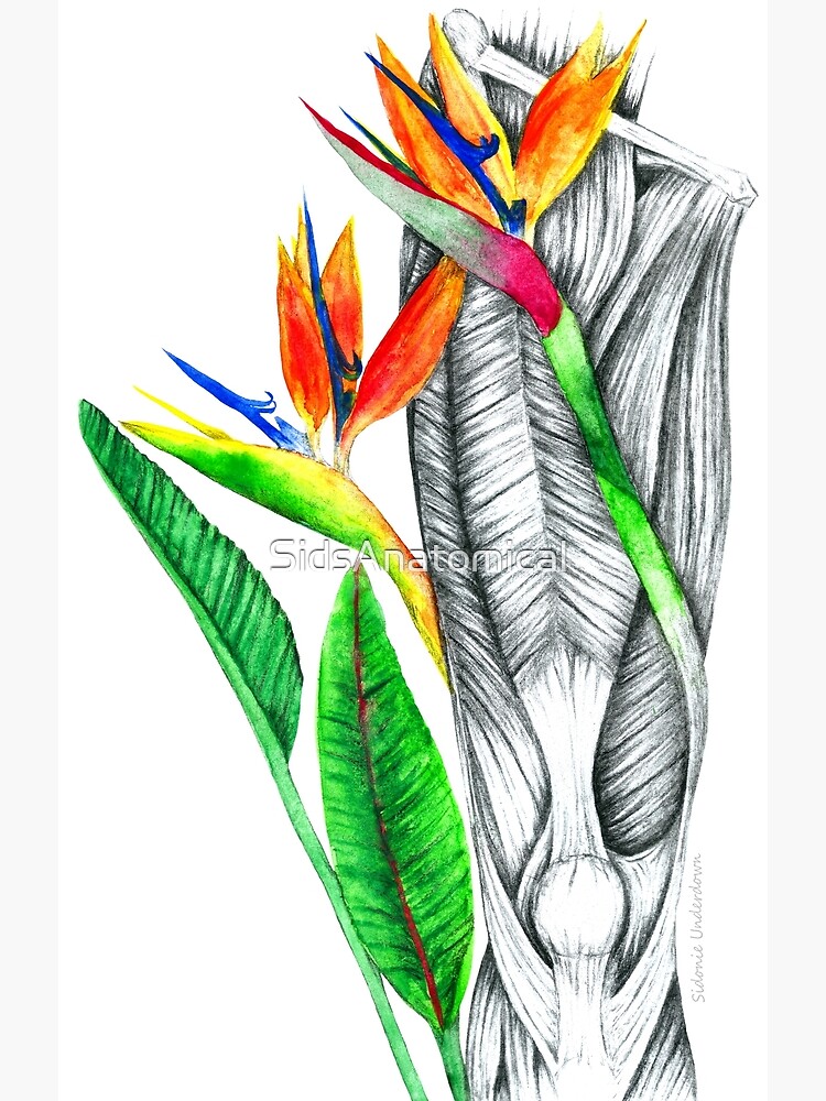 "Thigh and Patella with Bird of Paradise Flower" Art Print by ...