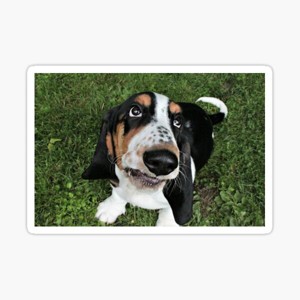 "Yeah my freckles are cute" Sticker for Sale by Ladymoose | Redbubble