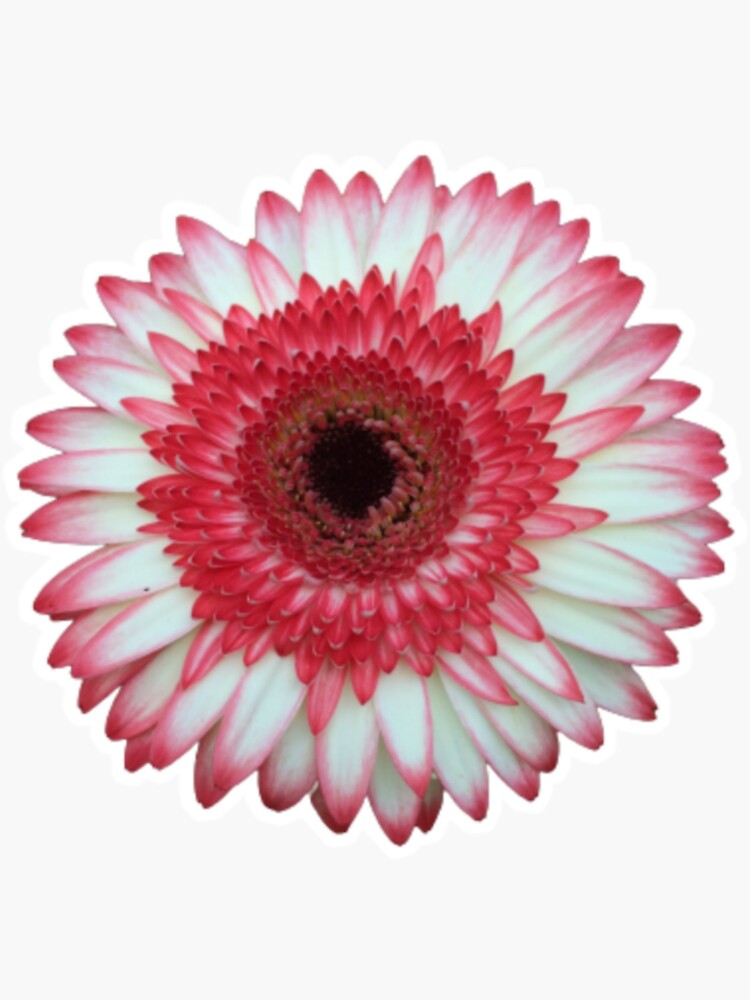 "Pink and White Straw Daisy Flower Sticker" Sticker for Sale by ...