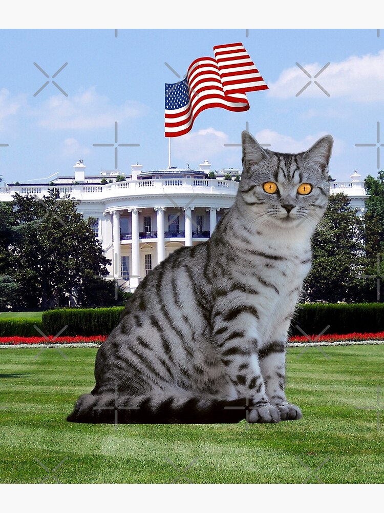 "Surreal photos with giant cat in Washington The White House. Catzilla ...