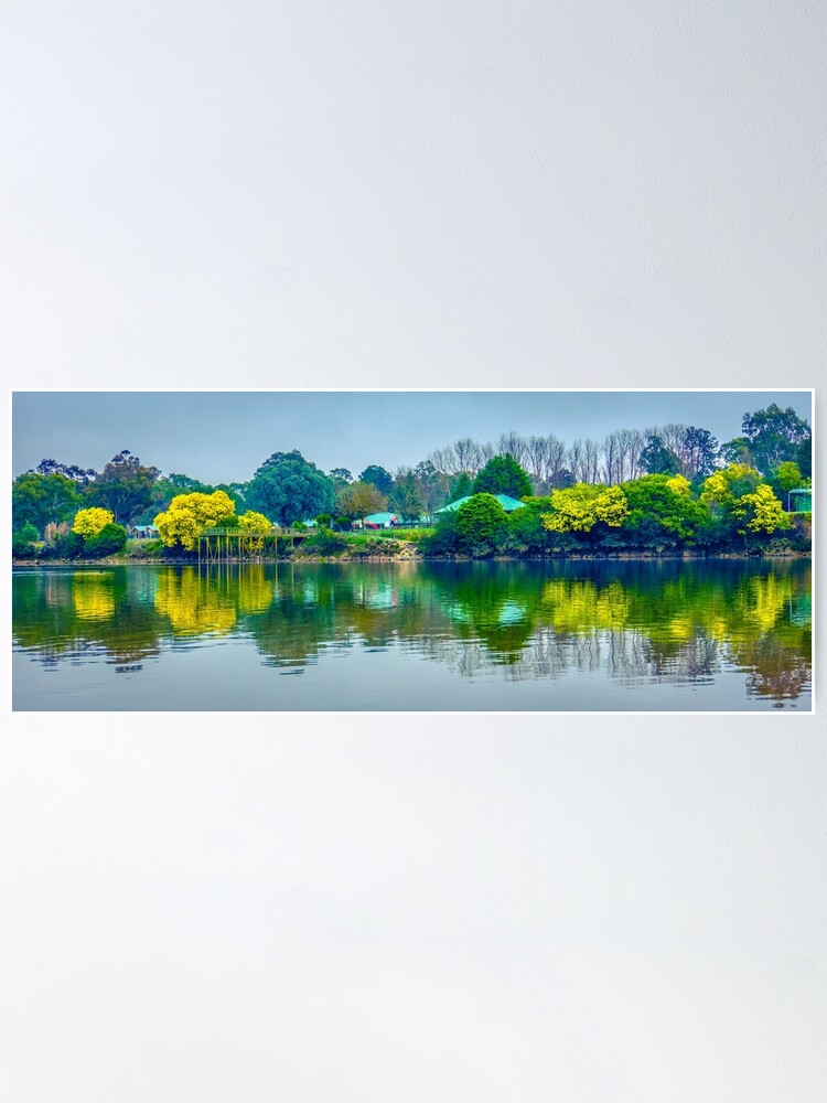 "Acacia Wattle Reflections" Poster for Sale by Steven Jodoin | Redbubble