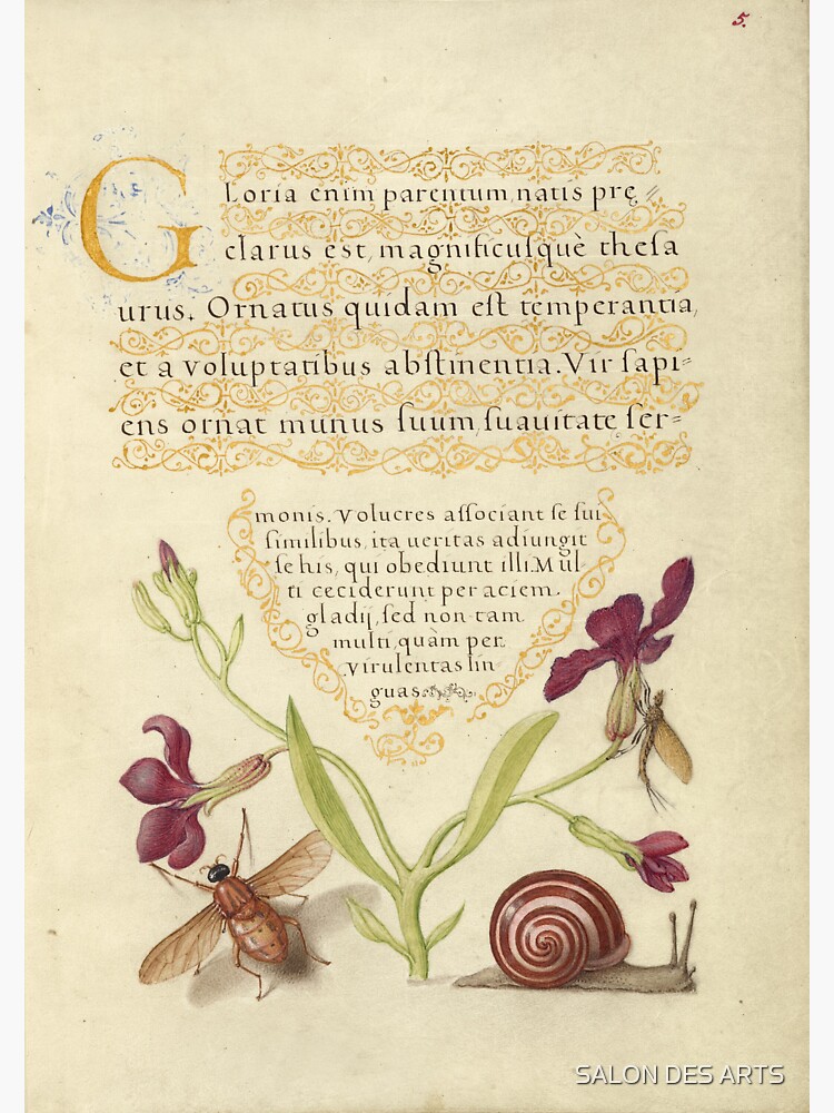 "Insects, Flowers and Snail (1561-1596) - Medieval Illuminated ...