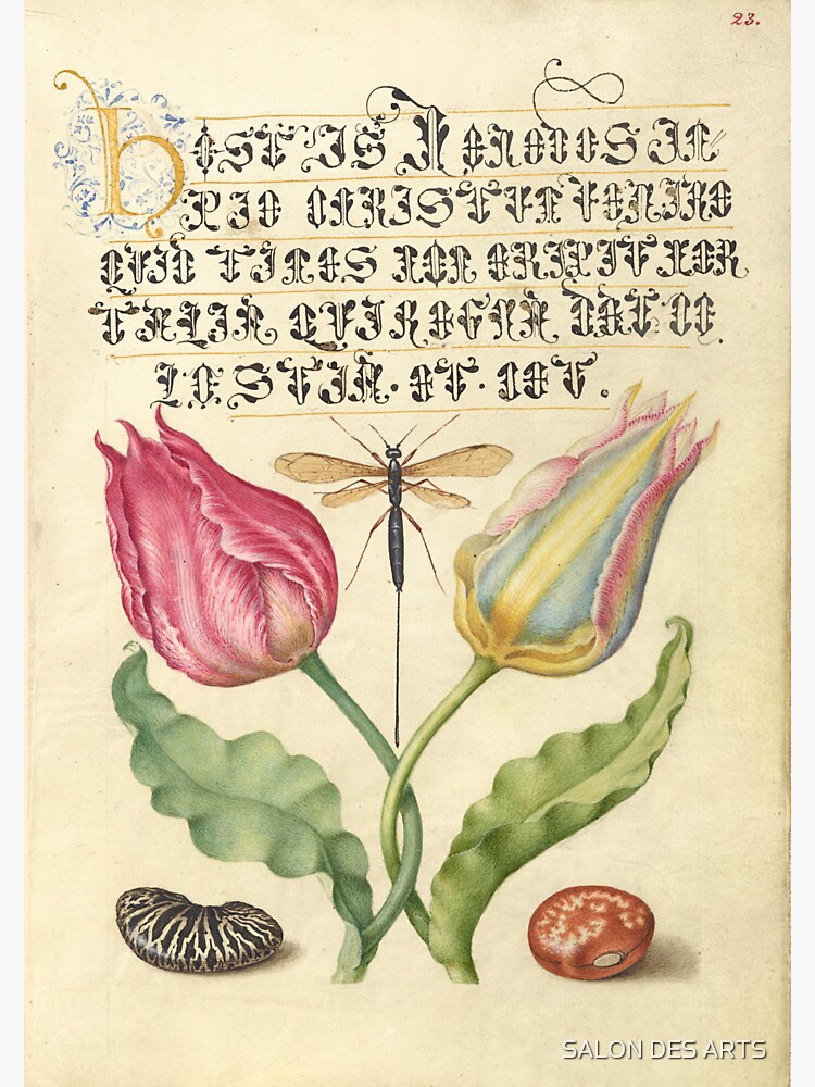 "Flower, Insect and Beans (1561-1596) - Medieval Illuminated Manuscript ...