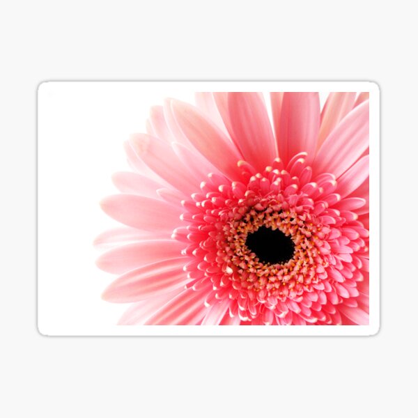 "Pink Gerbera Daisy" Sticker for Sale by Dinasworld | Redbubble