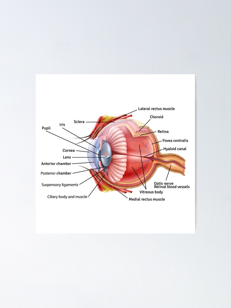 "Labeled Eye Anatomy" Poster for Sale by art-master1 | Redbubble
