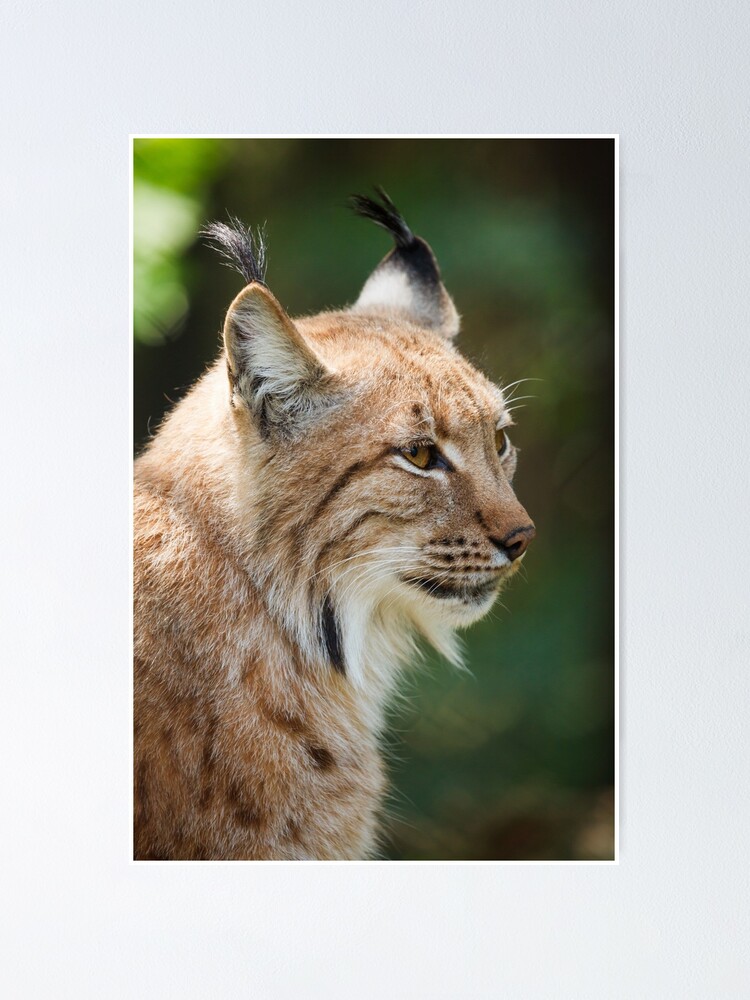 "Lynx" Poster for Sale by GanditorulShop | Redbubble