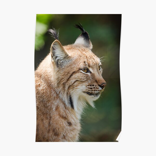 "Lynx" Poster for Sale by GanditorulShop | Redbubble