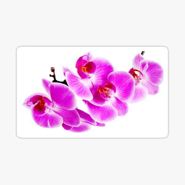"Purple-pink orchid" Sticker for Sale by dt88designs | Redbubble