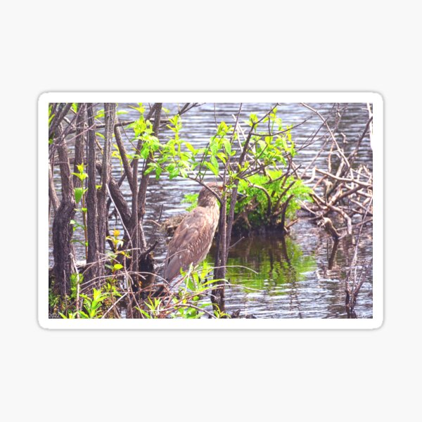 "Juvenile Black Crowned Heron Hiding" Sticker for Sale by ...
