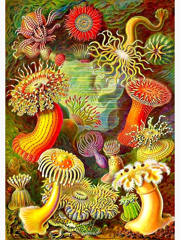 "Ernst Haeckel" Poster for Sale by Arteur6 | Redbubble