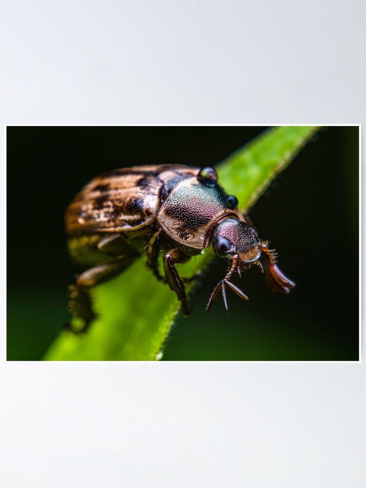 "Shining Leaf Chafer Beetle - Anomala Binotata" Poster for Sale by ...