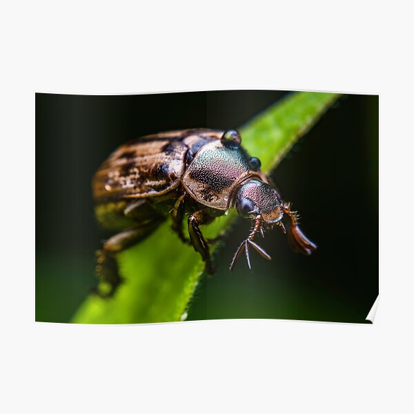 "Shining Leaf Chafer Beetle - Anomala Binotata" Poster for Sale by ...