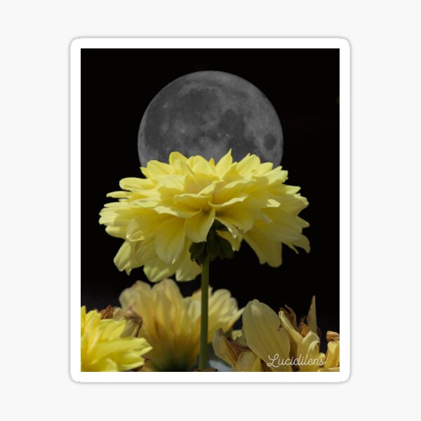 "Moon Flower" Sticker for Sale by Lucidesigns | Redbubble