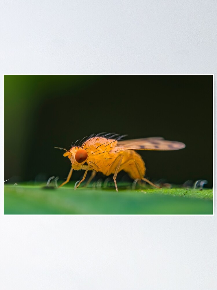 "Common Fruit Fly - Drosophila melanogaster" Poster for Sale by ...