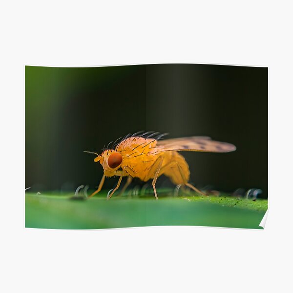 "Common Fruit Fly - Drosophila melanogaster" Poster for Sale by ...