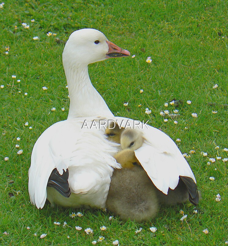 "A Lesser Snow Goose Brooding Her Goslings" by AARDVARK | Redbubble