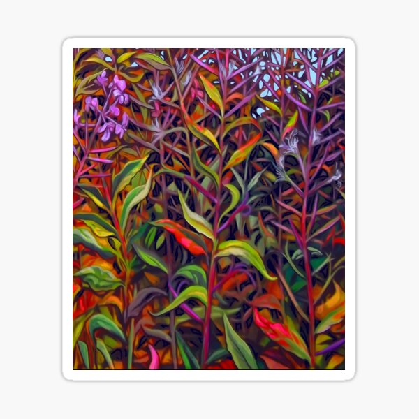 "Fireweed turning to seed" Sticker for Sale by DCoeArt | Redbubble