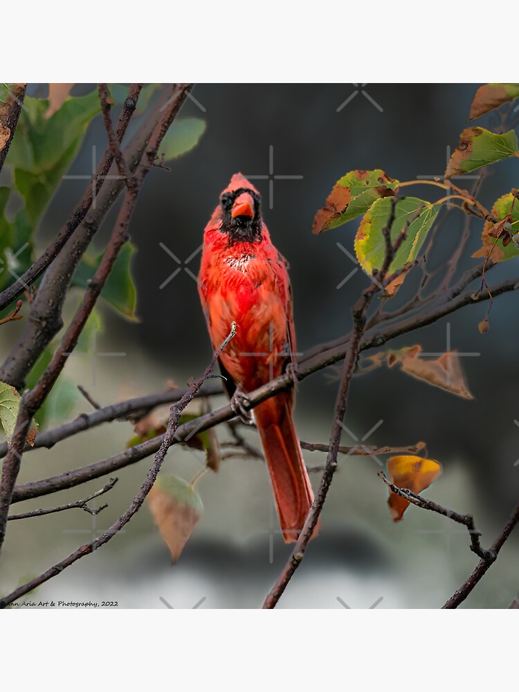 "Heart of Fall Cardinal" Sticker for Sale by Annariaart | Redbubble