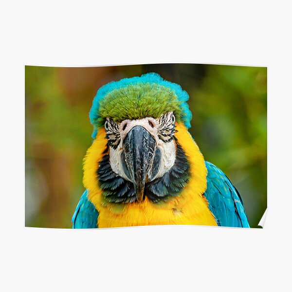 "Head of a Blue and Yellow Macaw" Poster for Sale by Dalyn | Redbubble