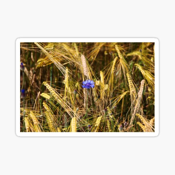 "Cornflower in the cornfield" Sticker for Sale by RosiLorz | Redbubble