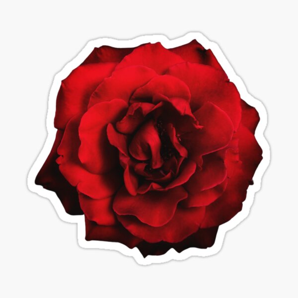 "Dark Red Rose " Sticker for Sale by OOJC | Redbubble
