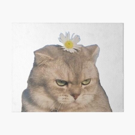 "funny cat troll face sarcastic meme" Art Board Print for Sale by ...
