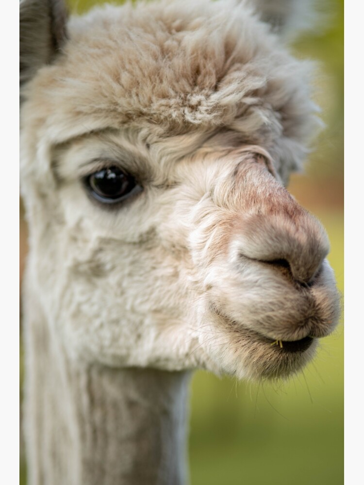 "Lamma, Cute Lamma" Sticker for Sale by AdelZaki | Redbubble