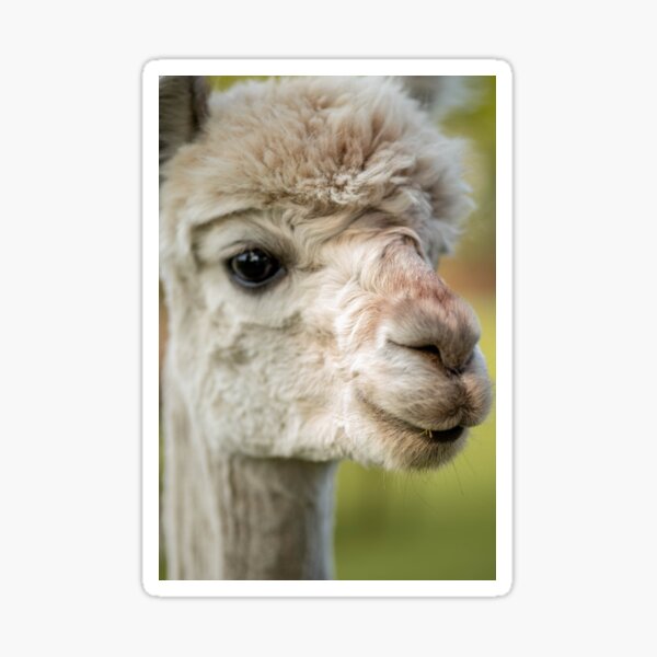 "Lamma, Cute Lamma" Sticker for Sale by AdelZaki | Redbubble