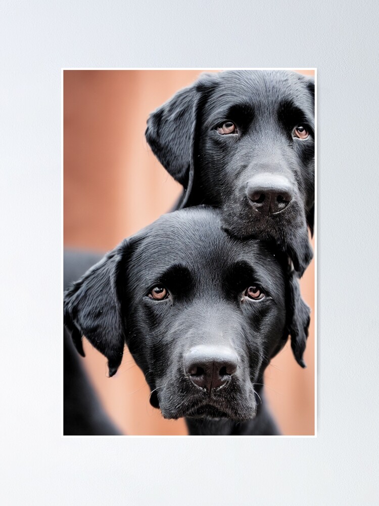 "Black lab labrador" Poster for Sale by AsKartongs | Redbubble