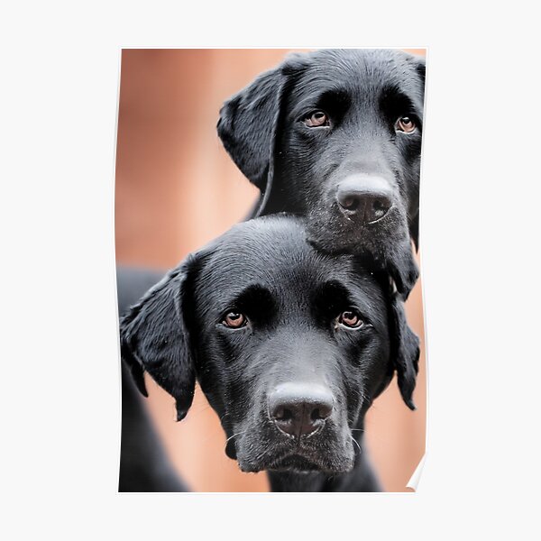 "Black lab labrador" Poster for Sale by AsKartongs | Redbubble