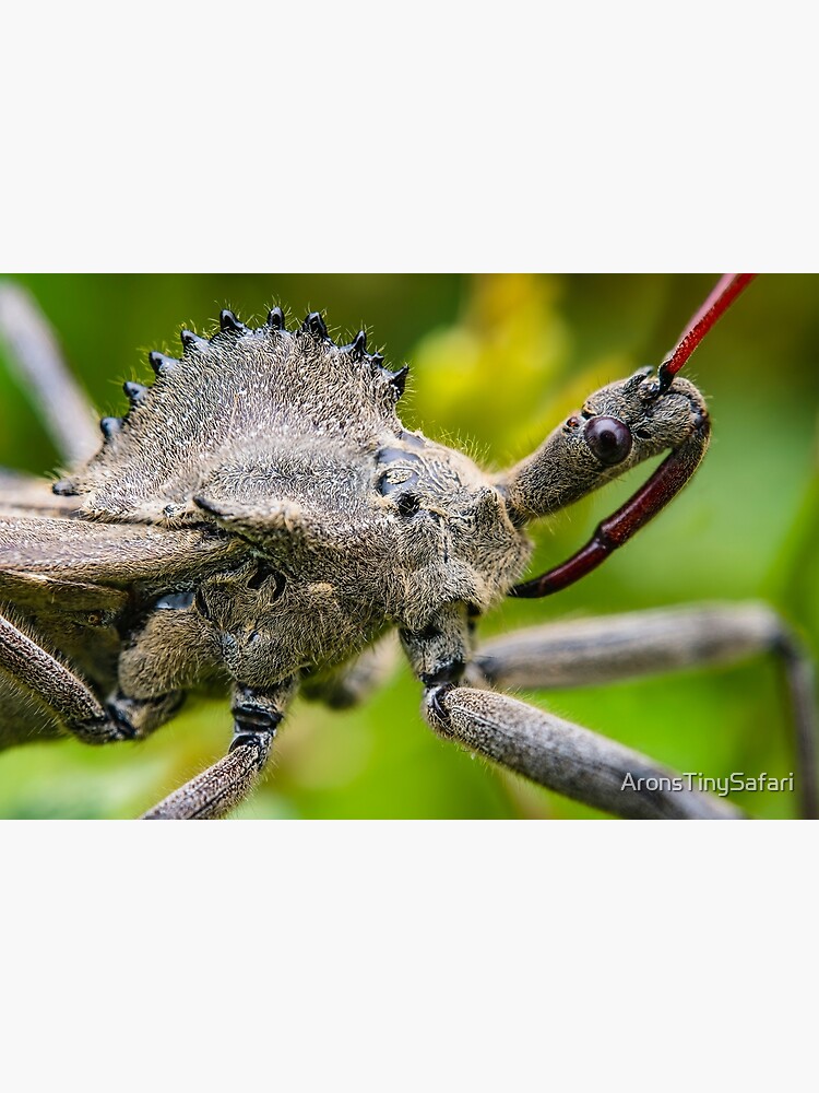 "Wheel Bug - Assassin Bug - Arilus" Poster for Sale by AronsTinySafari ...