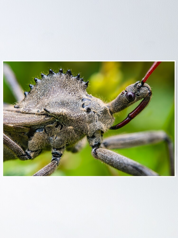 "Wheel Bug - Assassin Bug - Arilus" Poster for Sale by AronsTinySafari ...