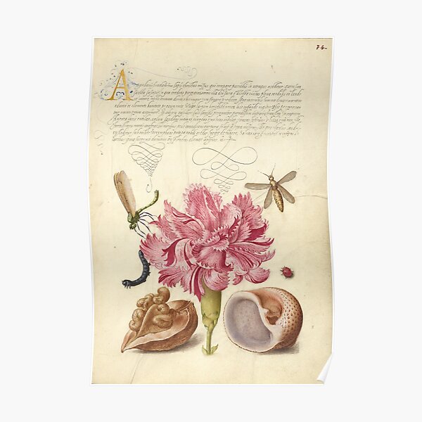 "Insects, Mollusk, Flower and Walnut (1561-1596) - Medieval Illuminated ...