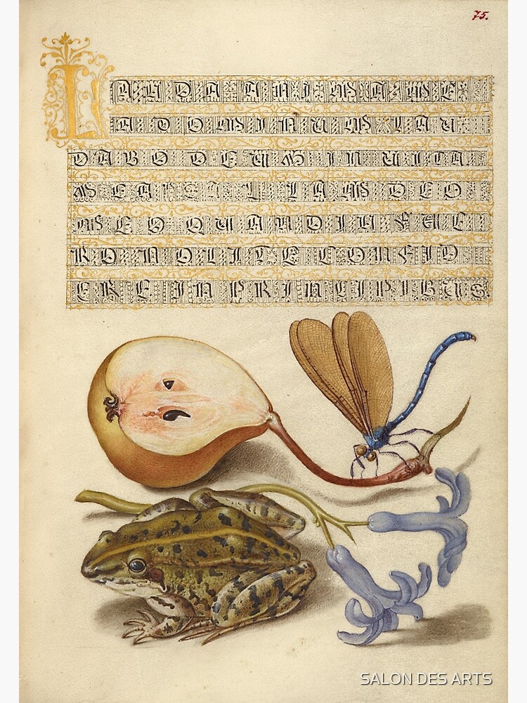 "Frog, Flower, Dragonfly and Pear (1561-1596) - Medieval Illuminated ...