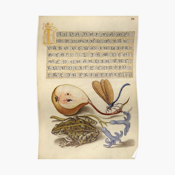 "Frog, Flower, Dragonfly and Pear (1561-1596) - Medieval Illuminated ...