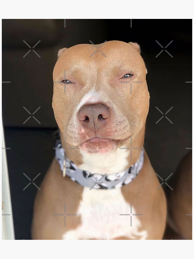"Pitbull funny meme face" Sticker for Sale by athiya-patel-5 | Redbubble
