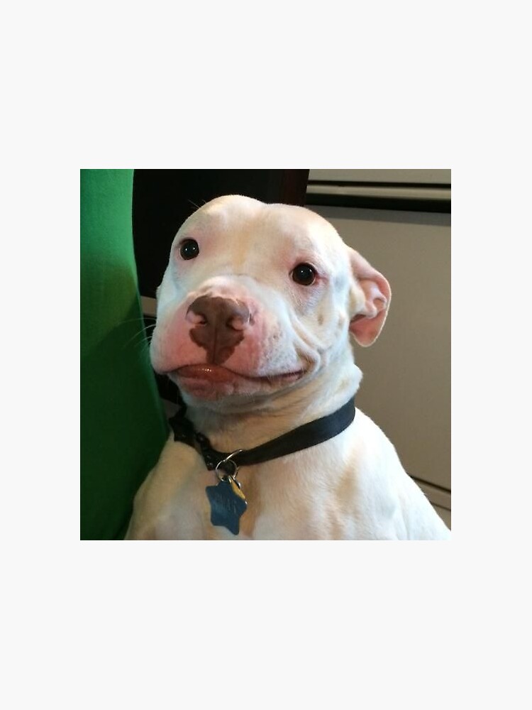 "Pitbull funny meme face 3" Sticker for Sale by athiya-patel-5 | Redbubble