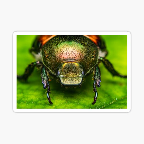 "Japanese Scarab Beetle - Popillia Japonica" Sticker for Sale by ...