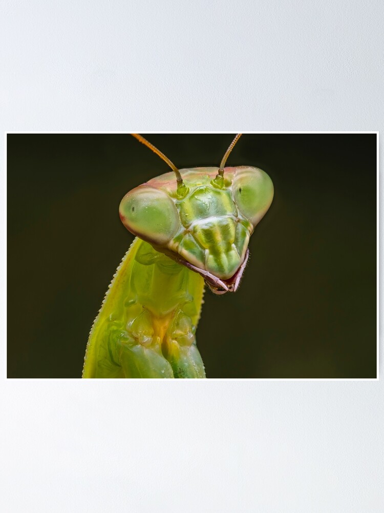 "Carolina Praying Mantis - Stagmomantis Carolina" Poster for Sale by ...