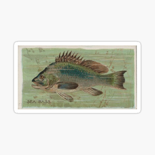 "Fishing the Times - Sea Bass" Sticker for Sale by JVANSpremium | Redbubble