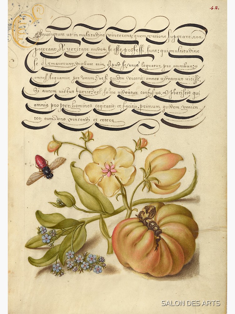 "Insects, Flowers and Tomato (1561-1596) - Medieval Illuminated ...
