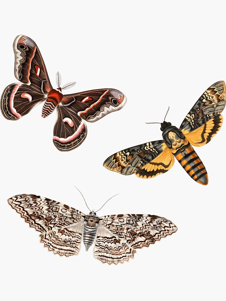 "Moth Combo Pack - Moth Wing Multi Set" Sticker for Sale by ...