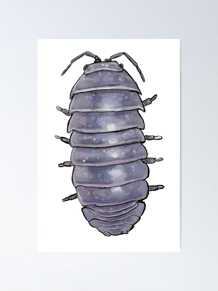 "Roly-Poly Pillbug Insect Bug Illustration Nature Artwork " Poster for ...